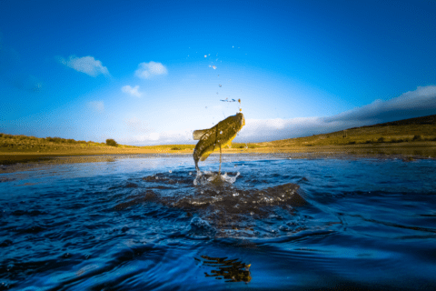 Explore the Great Outdoors: Your Guide to Hunting and Fishing in Brazos ...