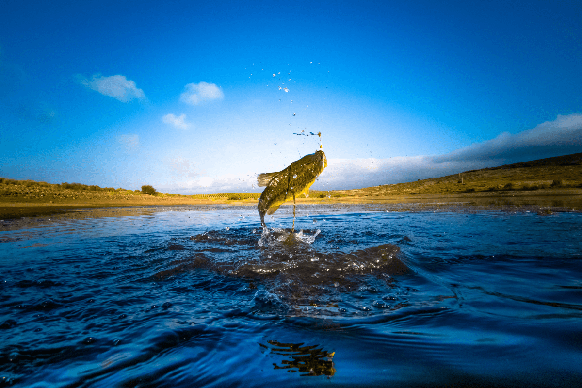 Explore the Great Outdoors: Your Guide to Hunting and Fishing in Brazos ...